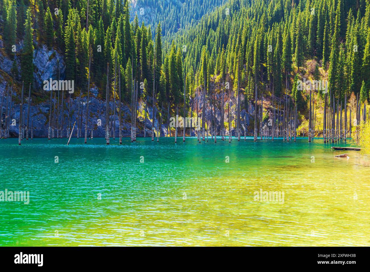 Sunken forest in the mountain lake Kaindy in Kazakhstan. Beautiful ...