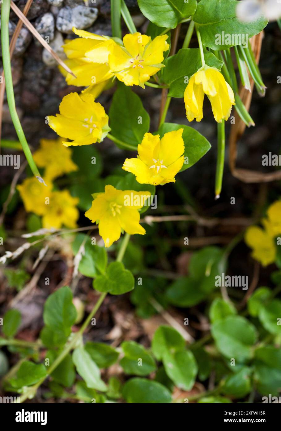 Plant lysimachia nummularia hi-res stock photography and images - Alamy