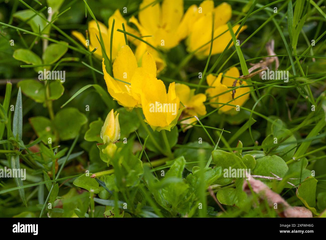 Lysimachia Nummularia plant in garden Stock Photo - Alamy