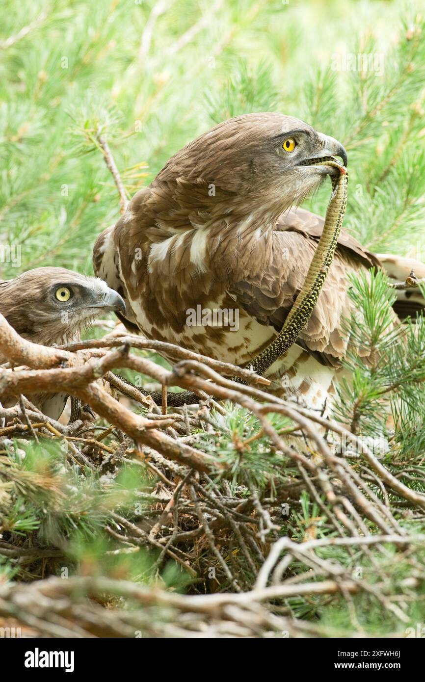 Short toed snake eagle (Circaetus gallicus) feeding snake to young ...