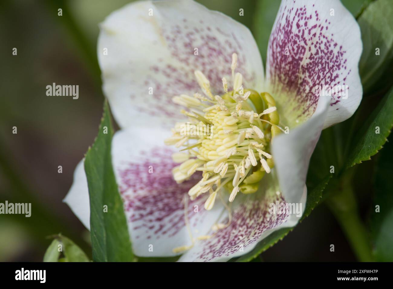 Helleborus x hybridus a hi-res stock photography and images - Alamy