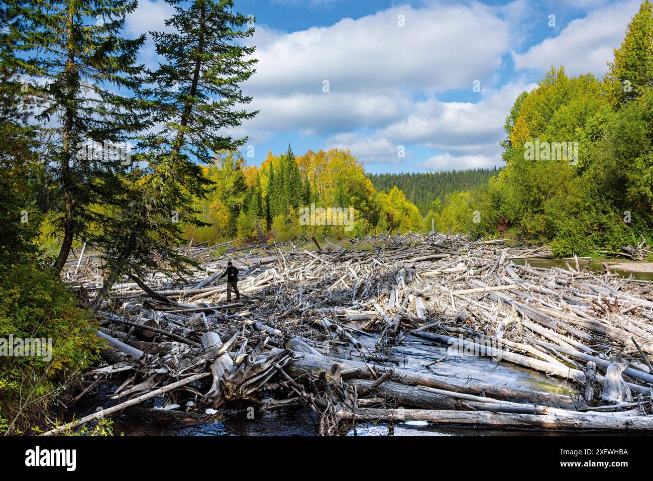 Upper reaches of the Lena River. with century-old log jam of trees ...