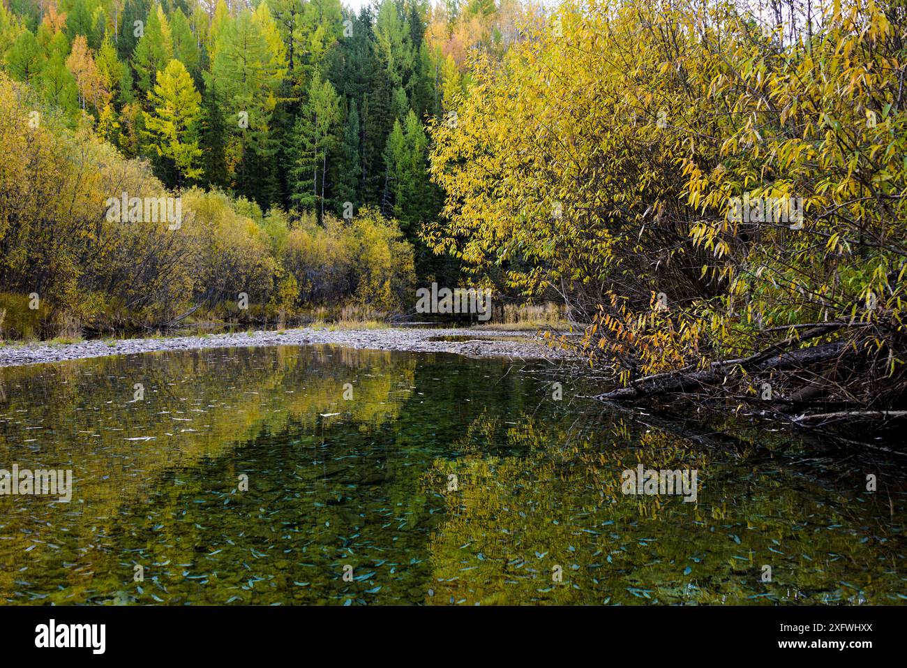 Trees in the upper reaches of the Lena River, Baikalo-Lensky Reserve ...