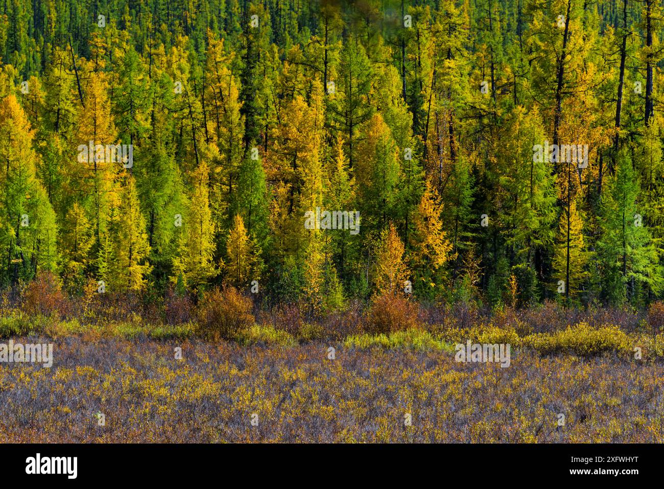 Lena river siberia hi-res stock photography and images - Alamy