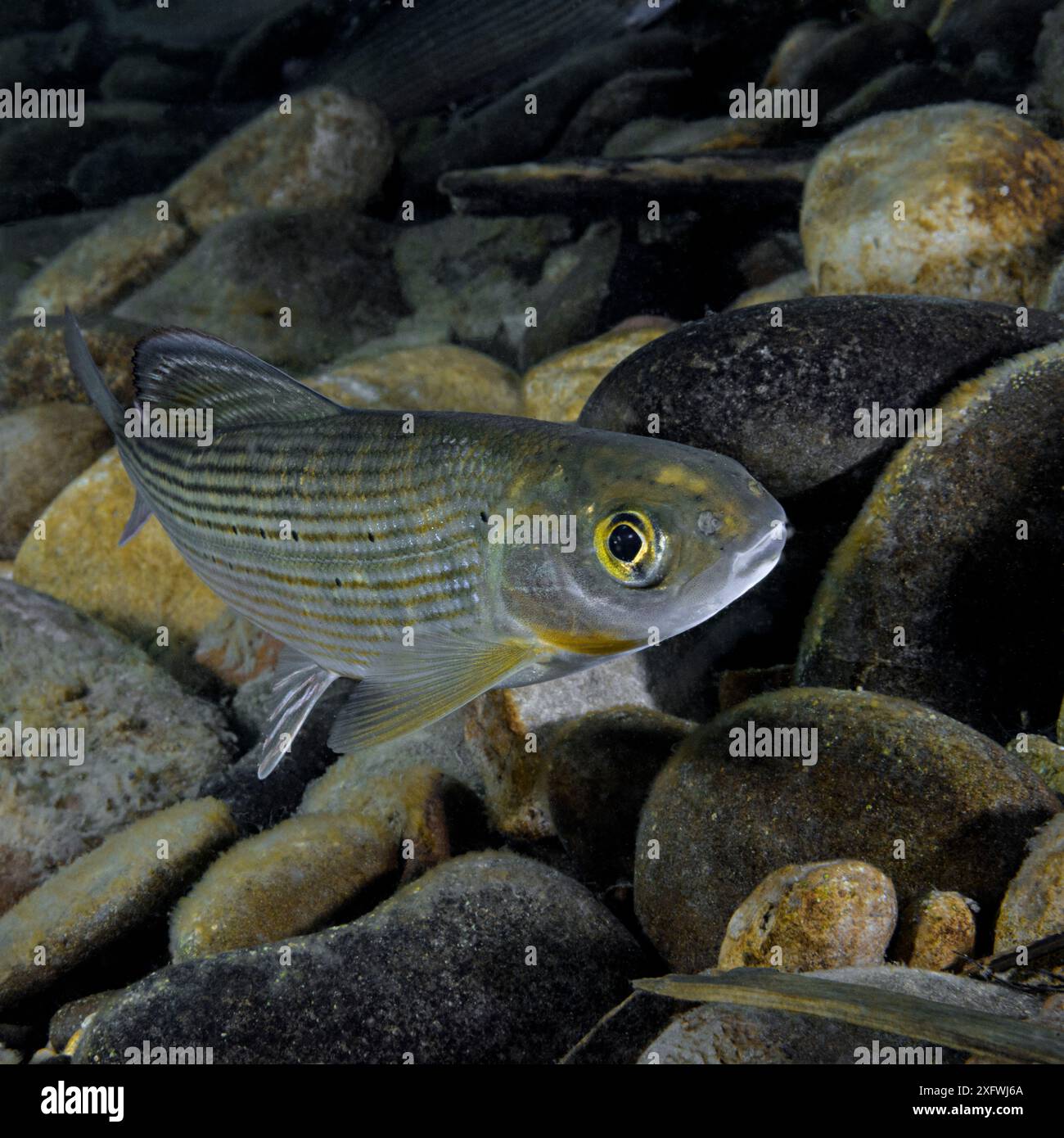 Arctic grayling (Thymallus arcticus) in upper reaches of the Lena River ...