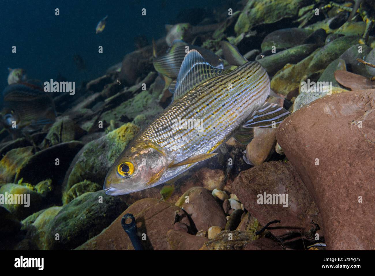 Arctic grayling (Thymallus arcticus) in upper reaches of the Lena River ...