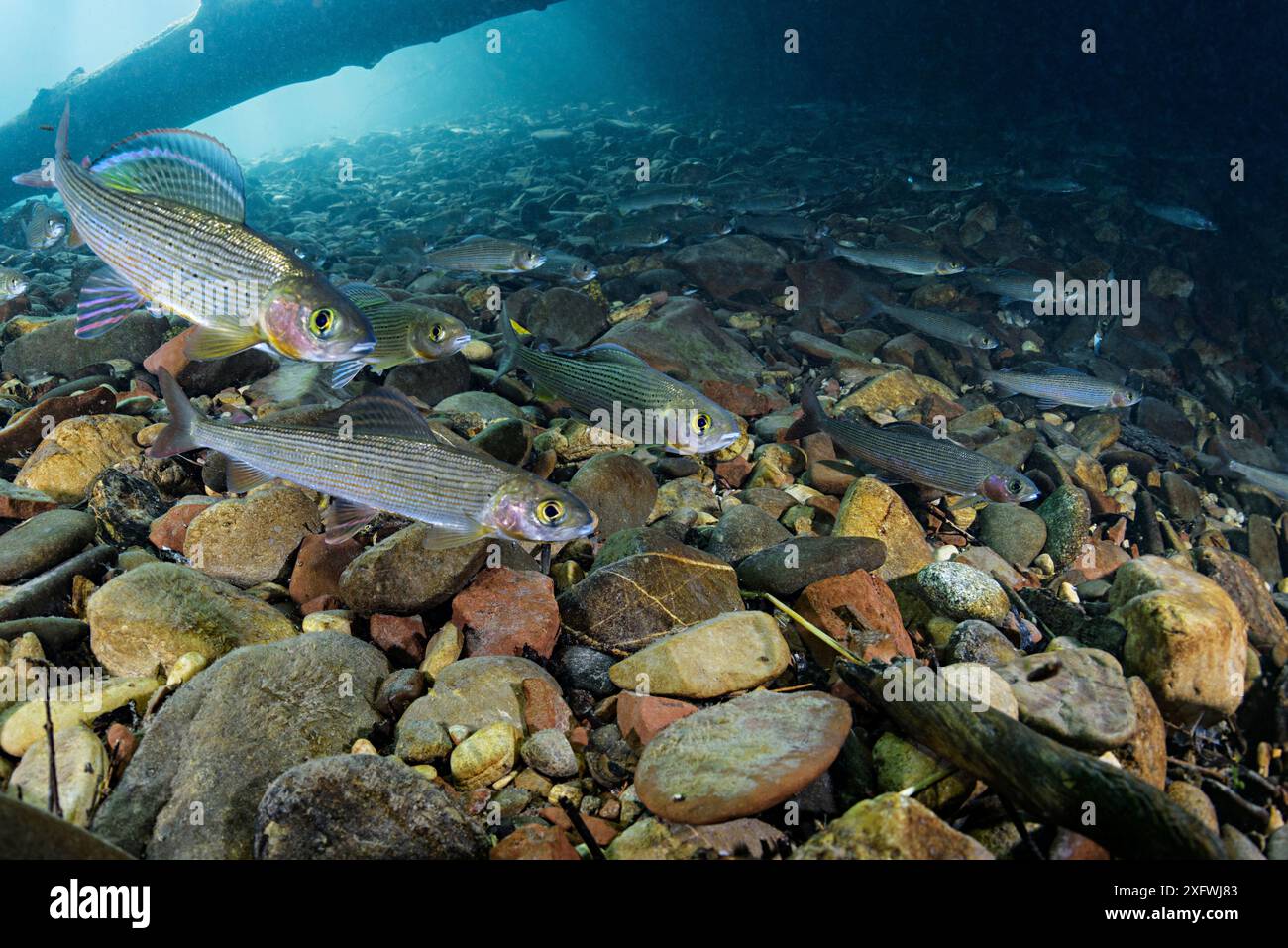 Arctic grayling (Thymallus arcticus) in upper reaches of the Lena River ...