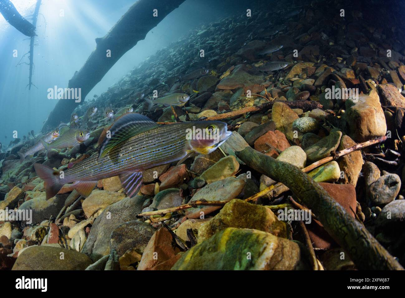 Arctic grayling (Thymallus arcticus) in upper reaches of the Lena River ...