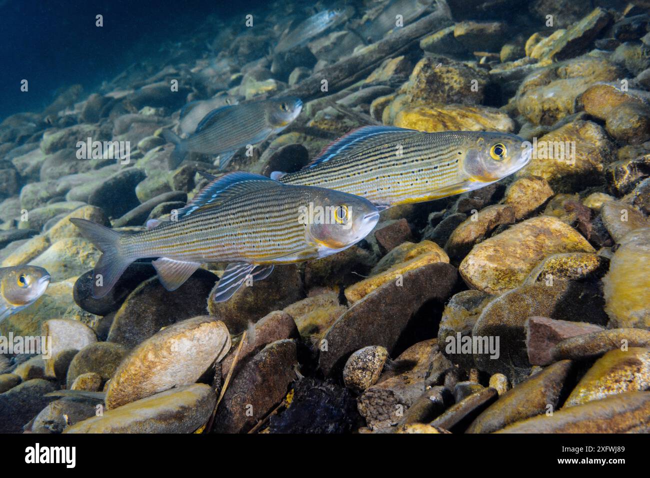 Arctic grayling (Thymallus arcticus) in upper reaches of the Lena River ...