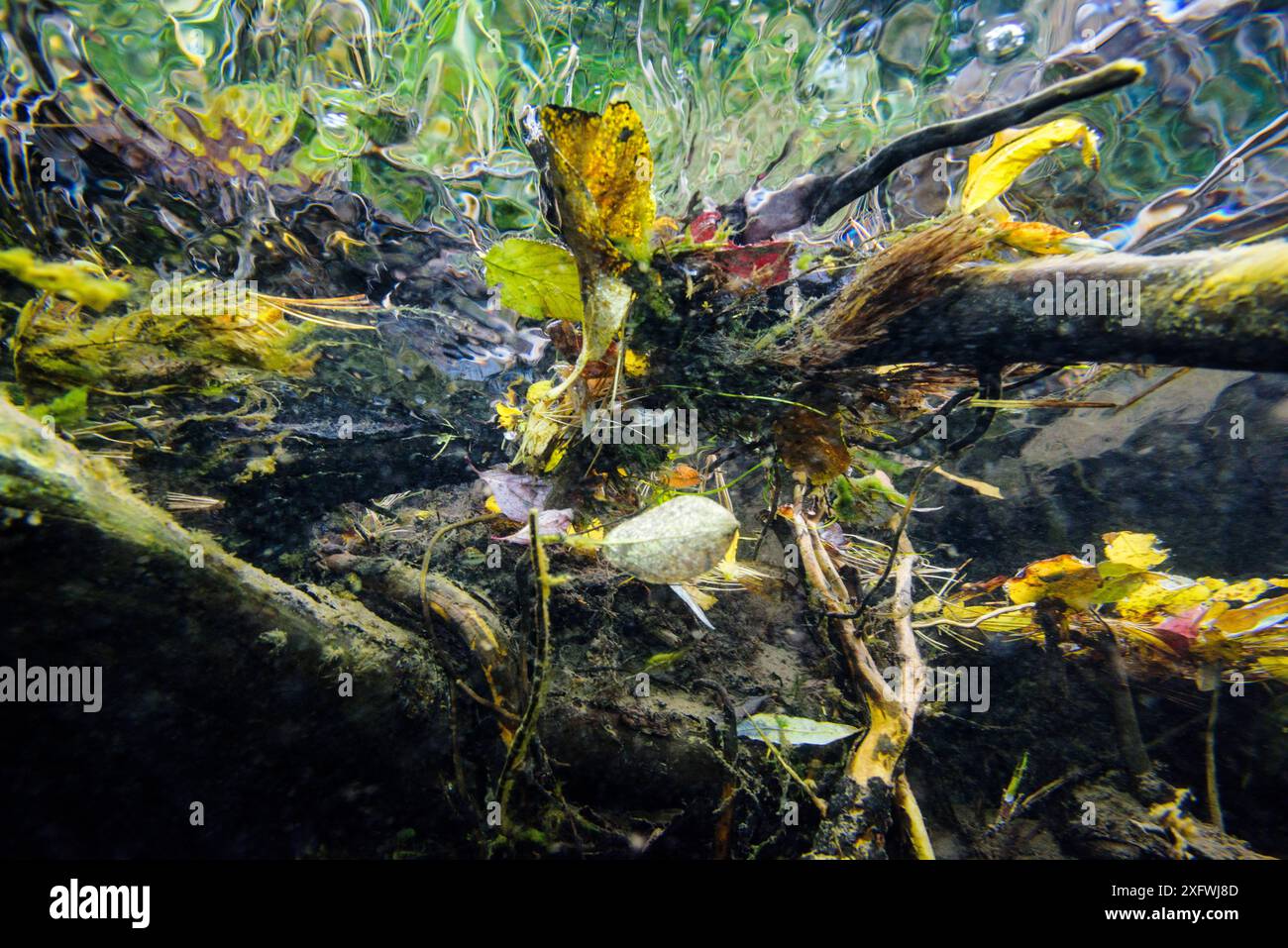 Underwater view of vegetation and leaves in the upper reaches of the ...