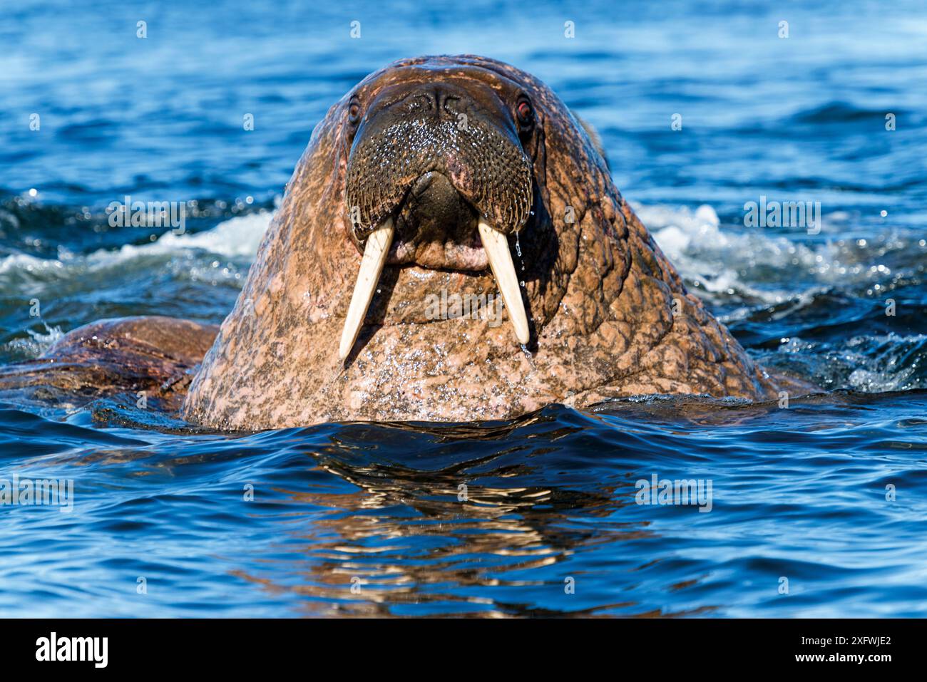 Walrus (Odobenus rosmarus) resting in colony, Vaygach Island, Arctic ...