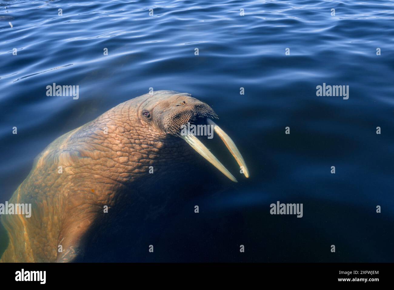Walrus (Odobenus rosmarus) male just under the water, Vaygach Island ...
