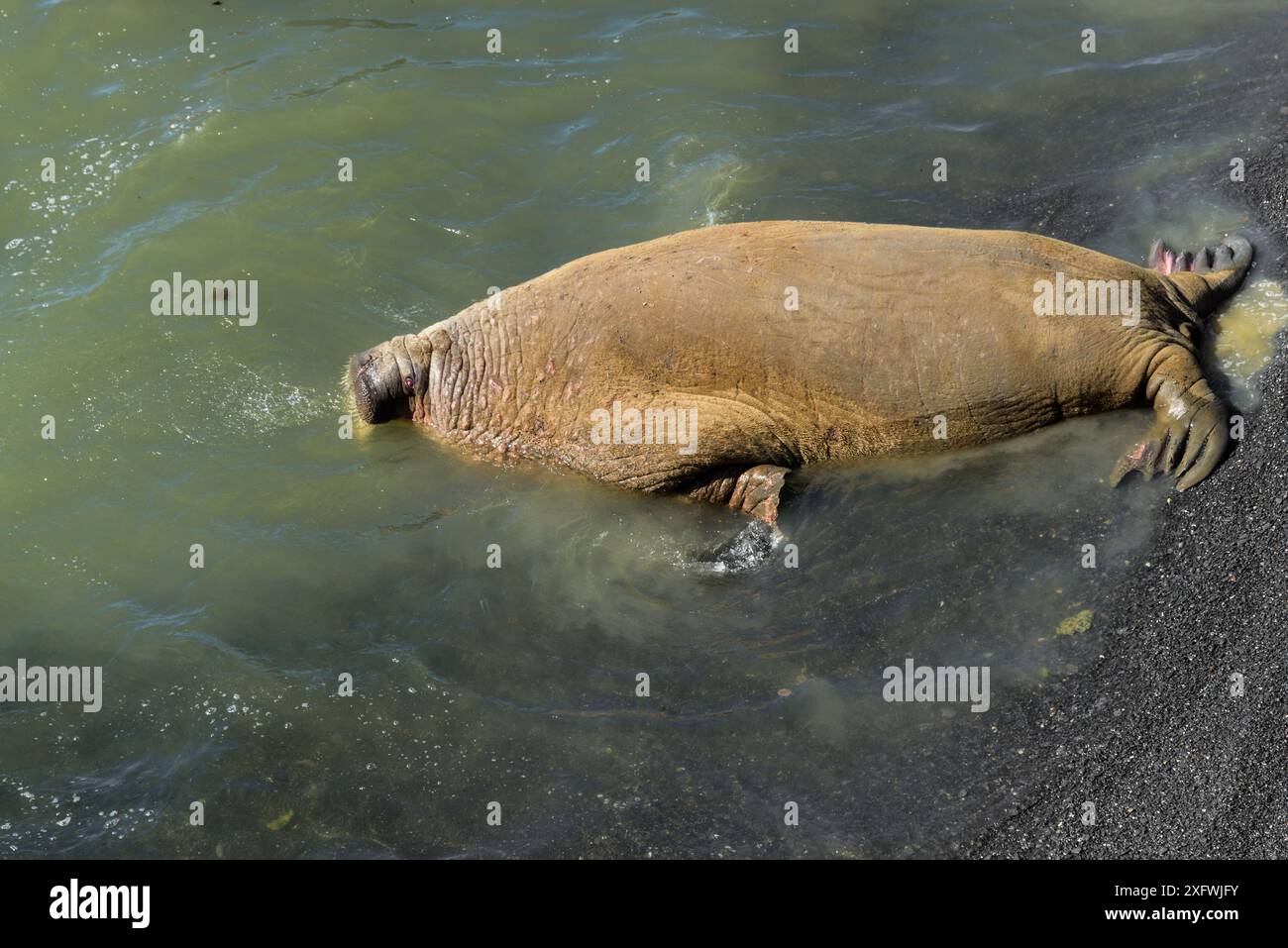 Walrus (Odobenus rosmarus) male defecating in water at edge of colony ...