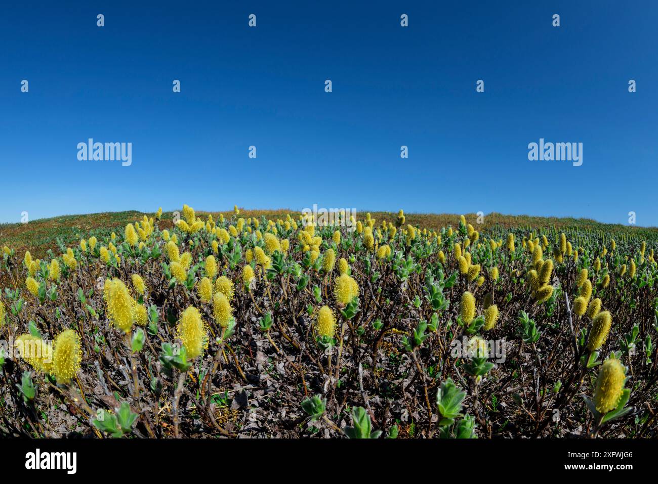Arctic willow plant hi-res stock photography and images - Alamy