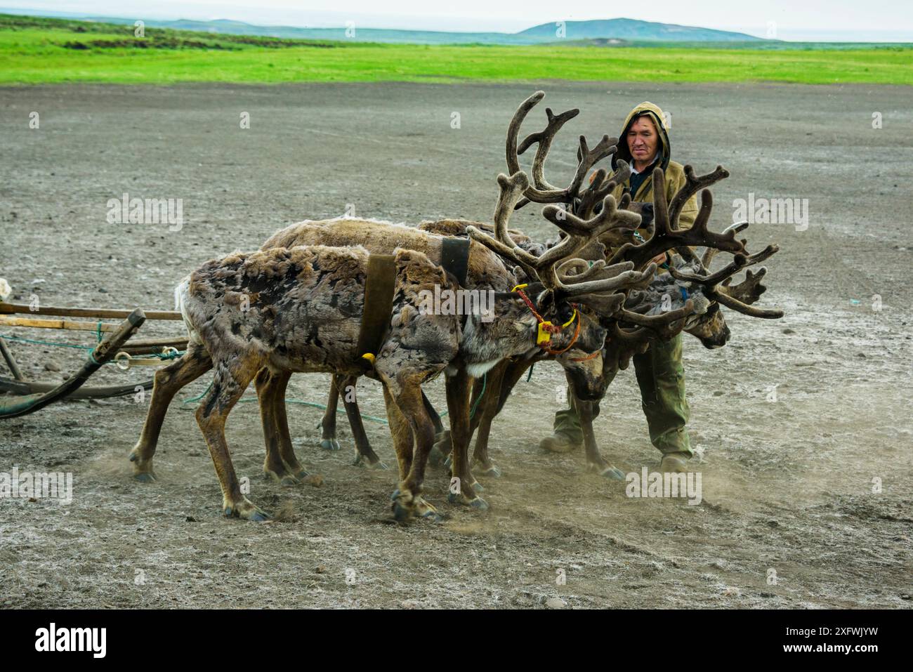 Harnessed Reindeer (Rangifer tarandus) pulling Nenet sled, Nenets ...
