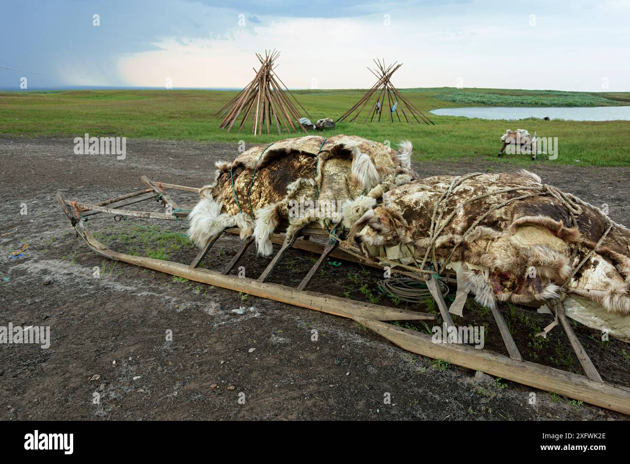 Reindeer skins on sled in Nenet camp, Nenets Autonomous Okrug, Arctic ...