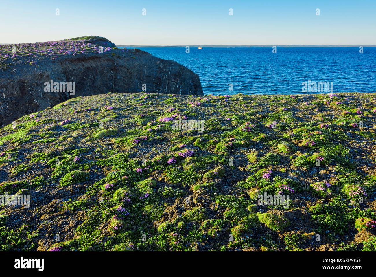 Clumps of flowers (Dianthus sp) on cliff top, Vaygach Island, Arctic ...