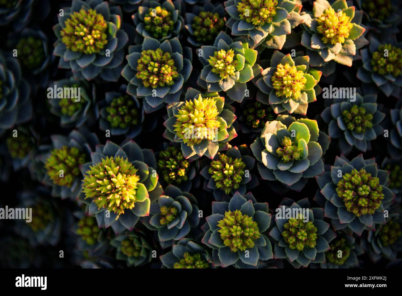 Russian stonecrop flowers hi-res stock photography and images - Alamy