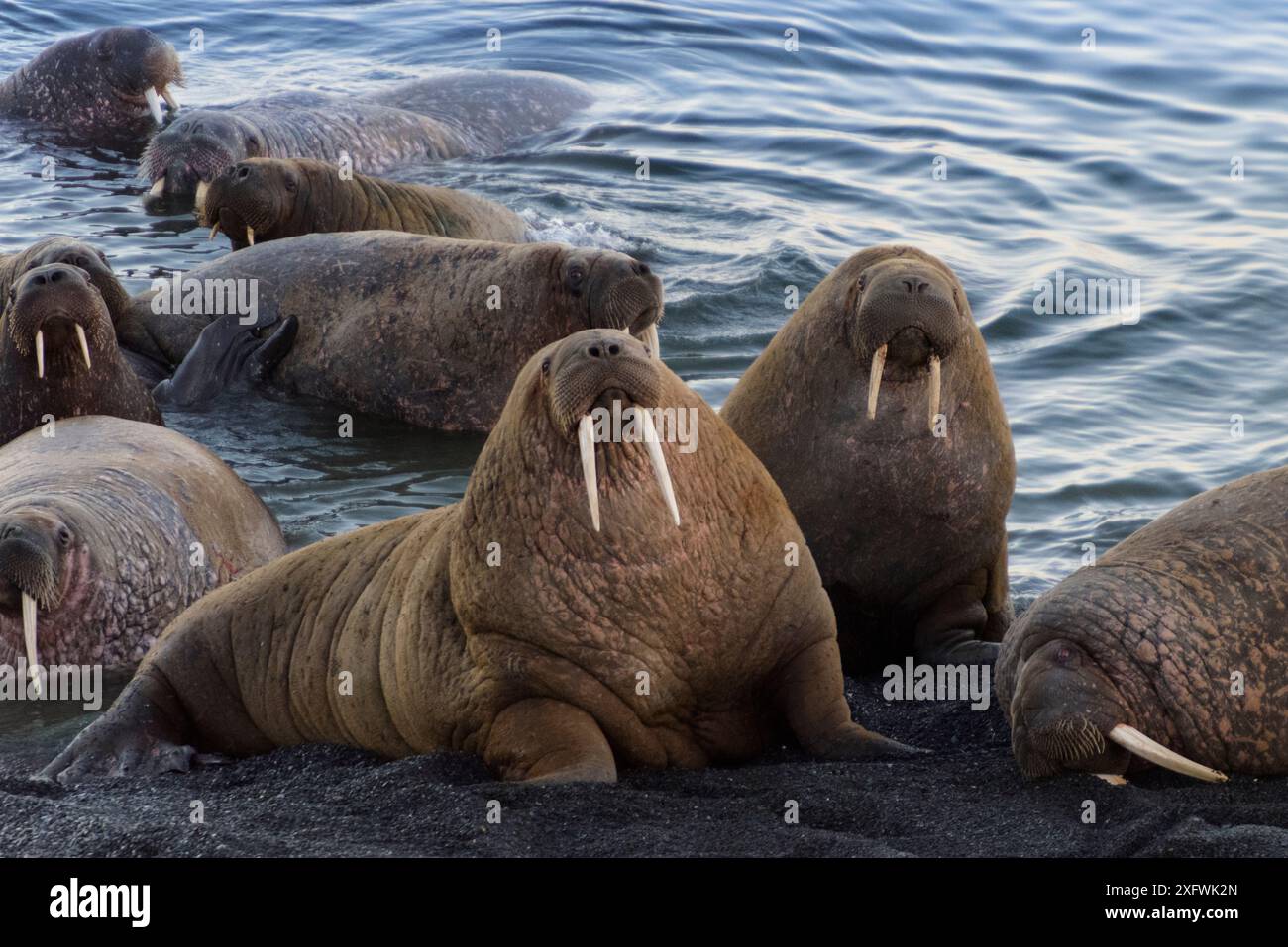 Walrus (Odobenus rosmarus) colony resting, Vaygach Island, Arctic ...