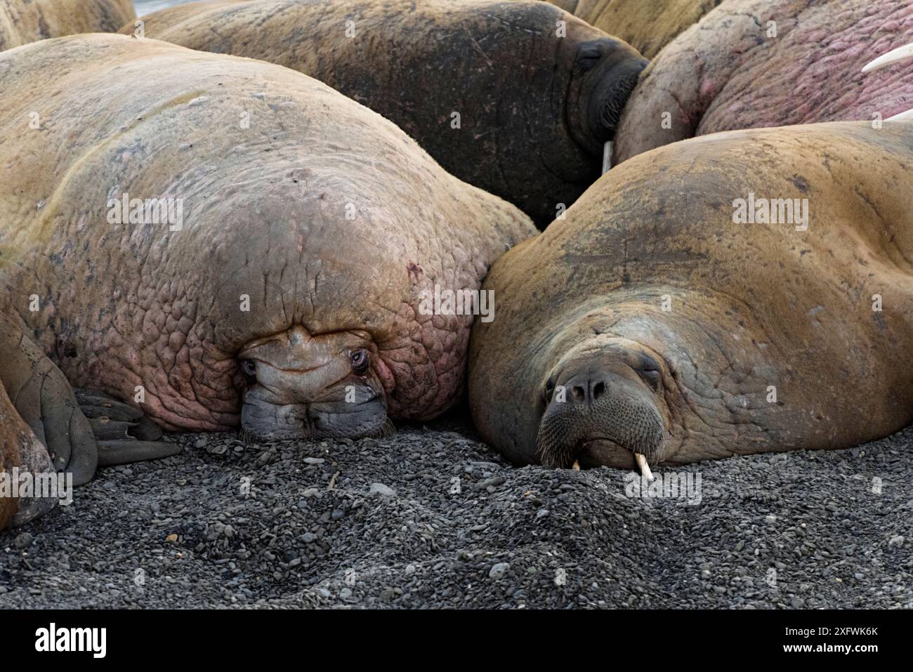 Walrus (Odobenus rosmarus) colony resting, Vaygach Island, Arctic ...