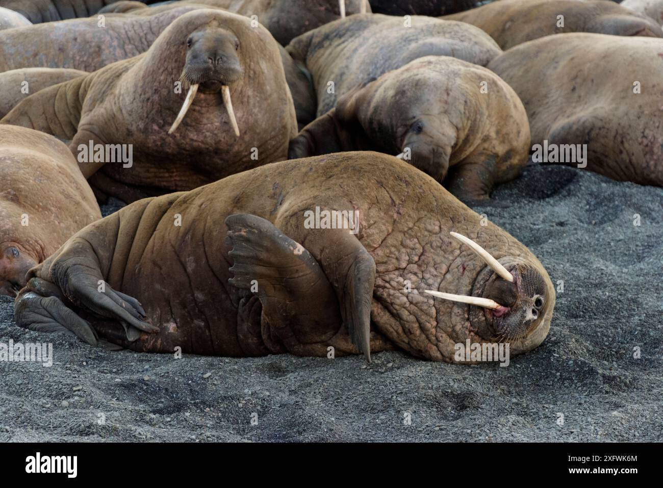 Walrus (Odobenus rosmarus) colony resting, Vaygach Island, Arctic ...