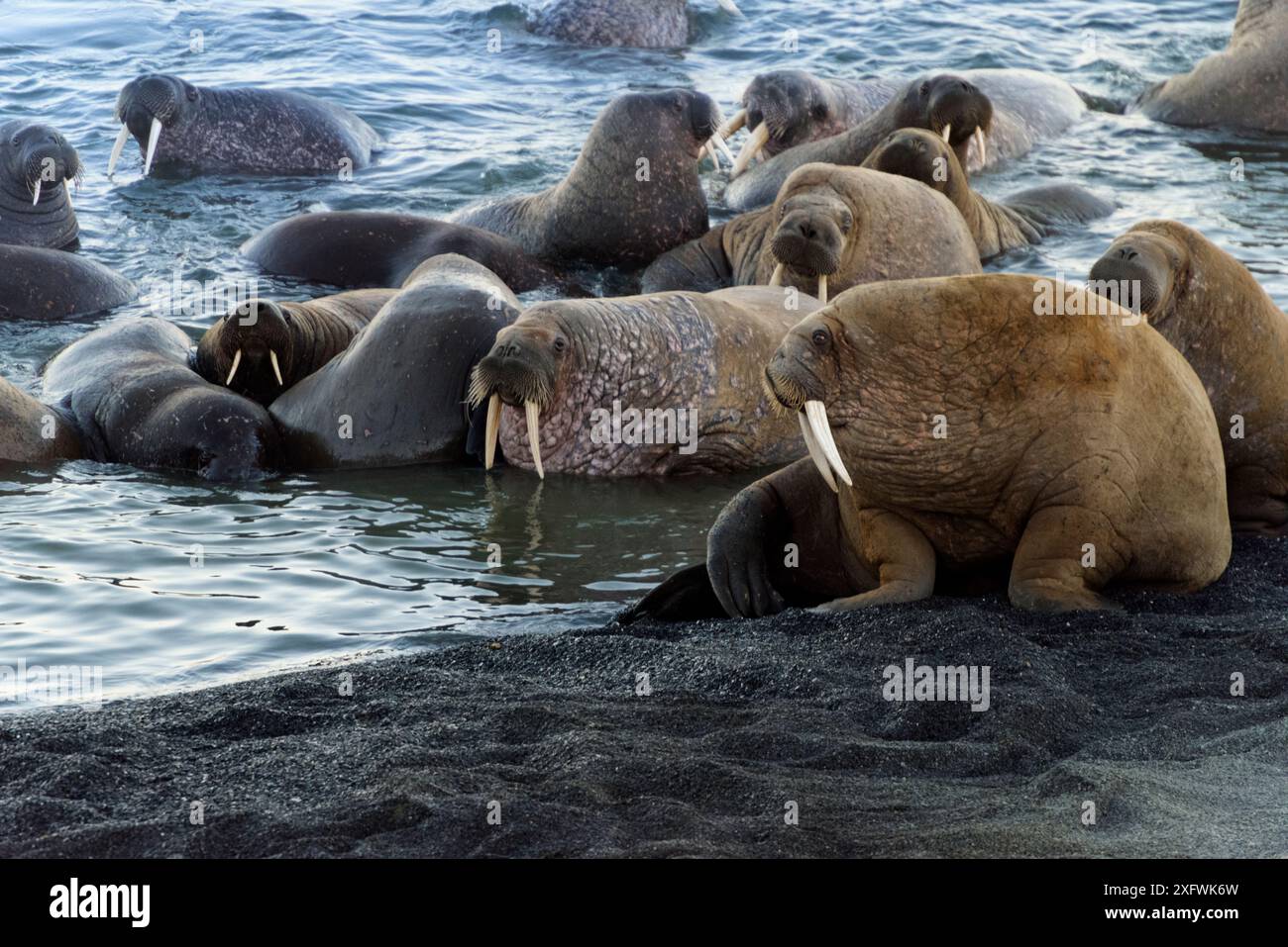 Walrus (Odobenus rosmarus) colony resting, Vaygach Island, Arctic ...