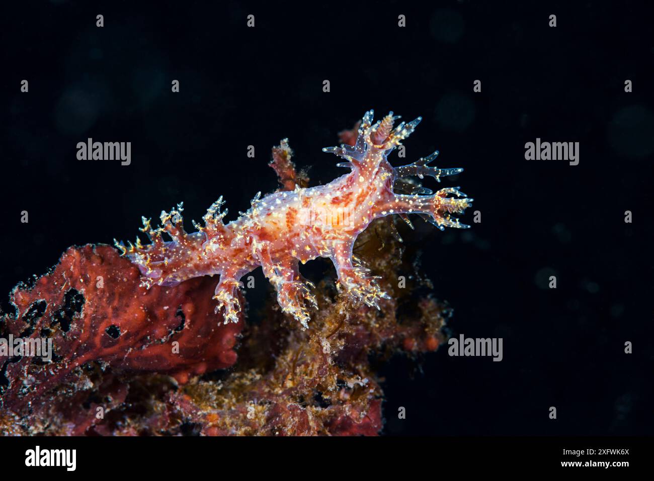Frond eolis (Dendronotus frondosus) Novaya Zemlya, Russian Arctic, July ...