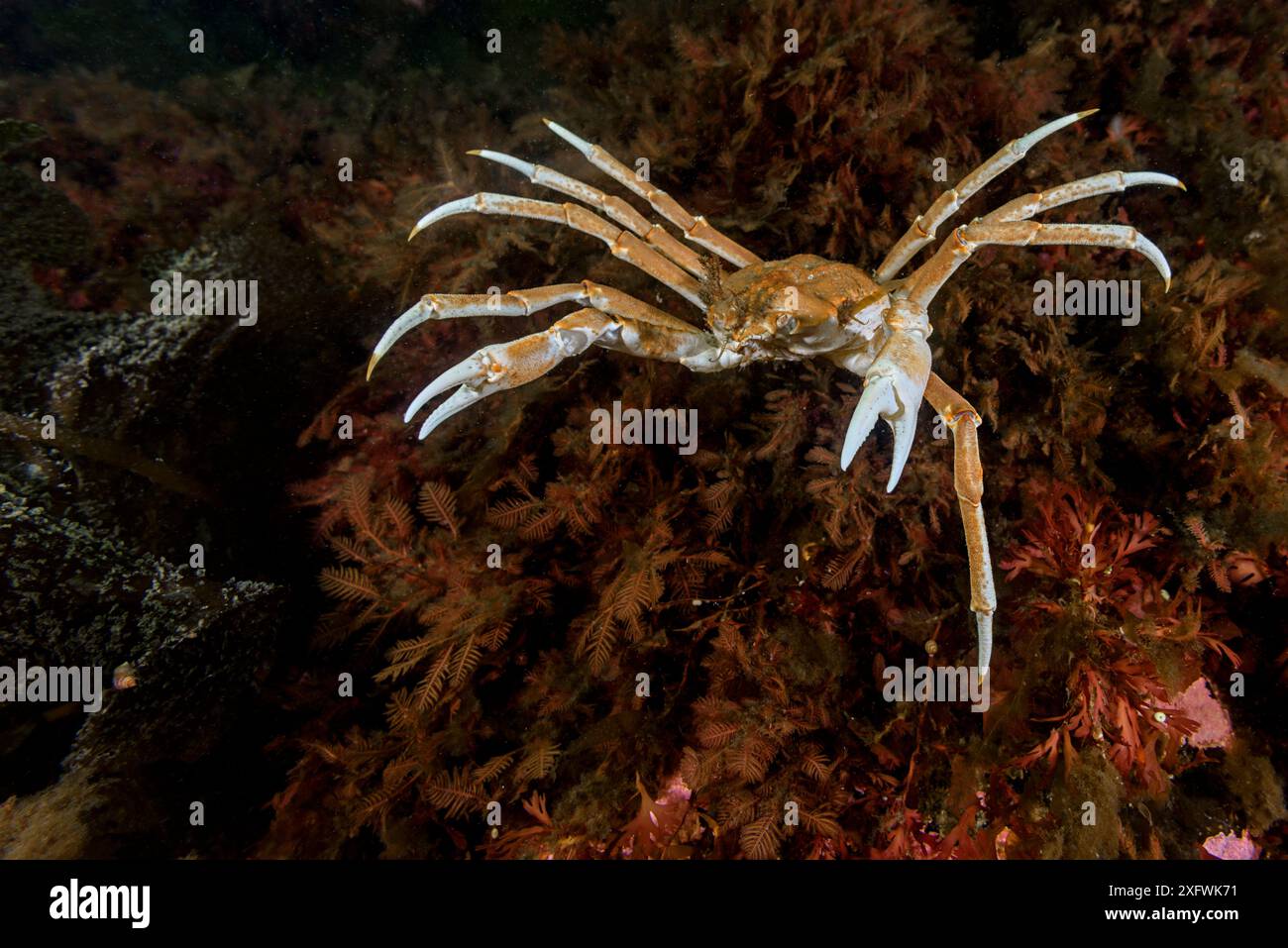 Great spider crab (Hyas araneus) Novaya Zemlya, Russian Arctic, July ...