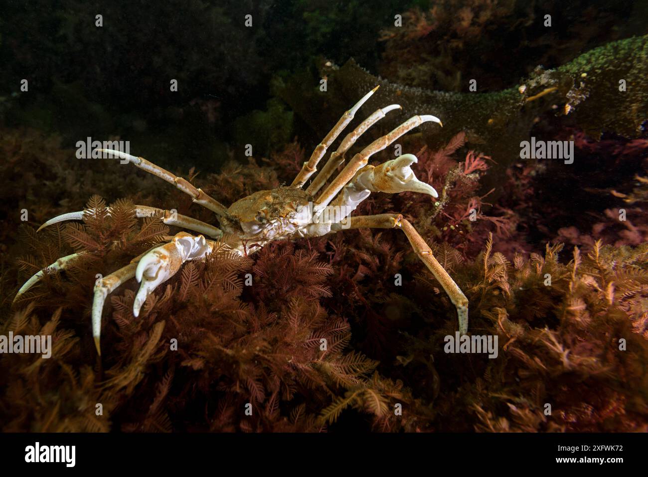 Great spider crab (Hyas araneus) Novaya Zemlya, Russian Arctic, July ...
