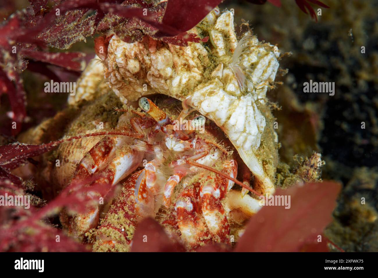 Hermit crab (Pagurus sp ) Novaya Zemlya, Russian Arctic, July Stock ...