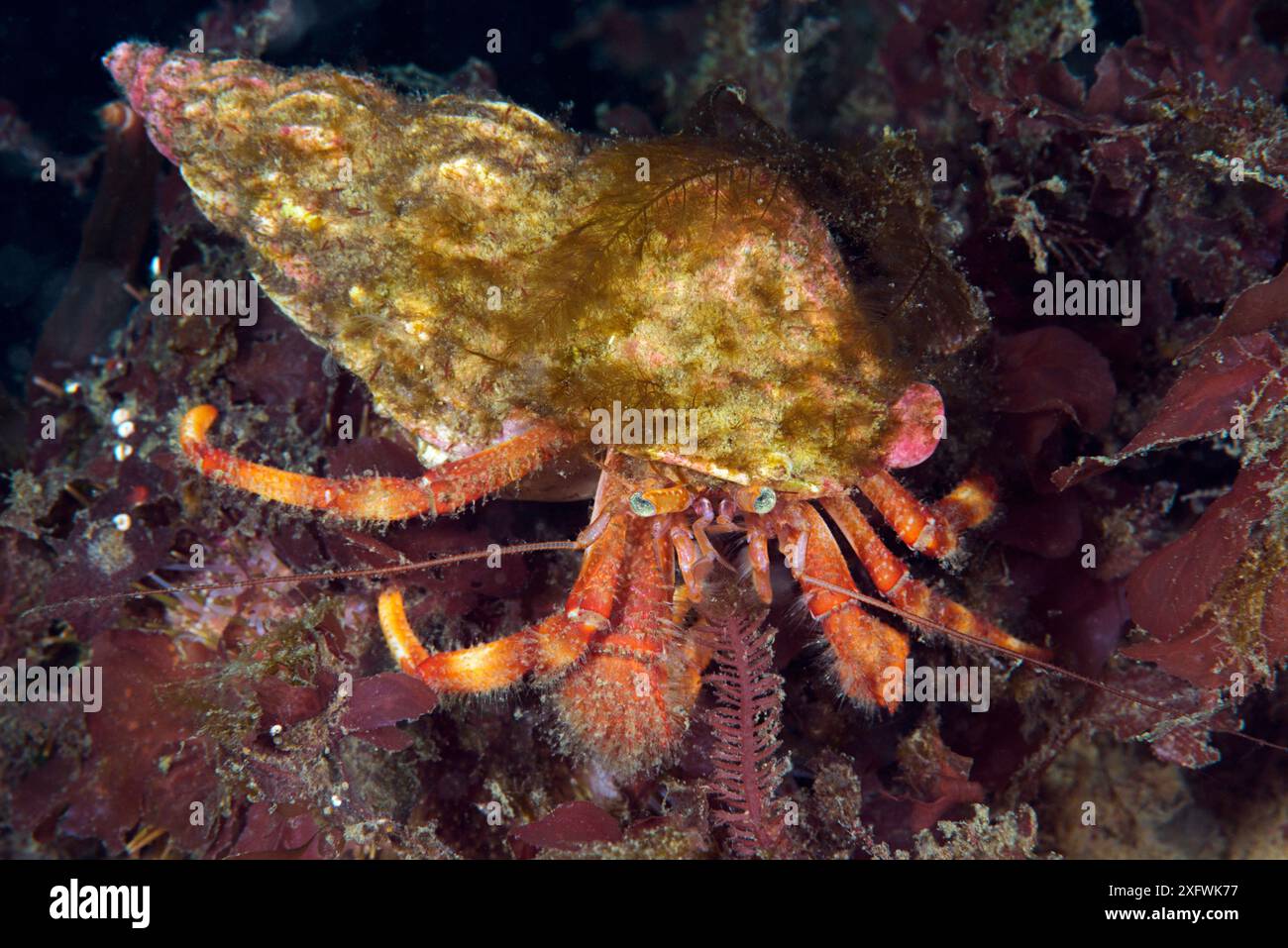 Hermit crab (Pagurus sp.) Novaya Zemlya, Russian Arctic, July Stock ...