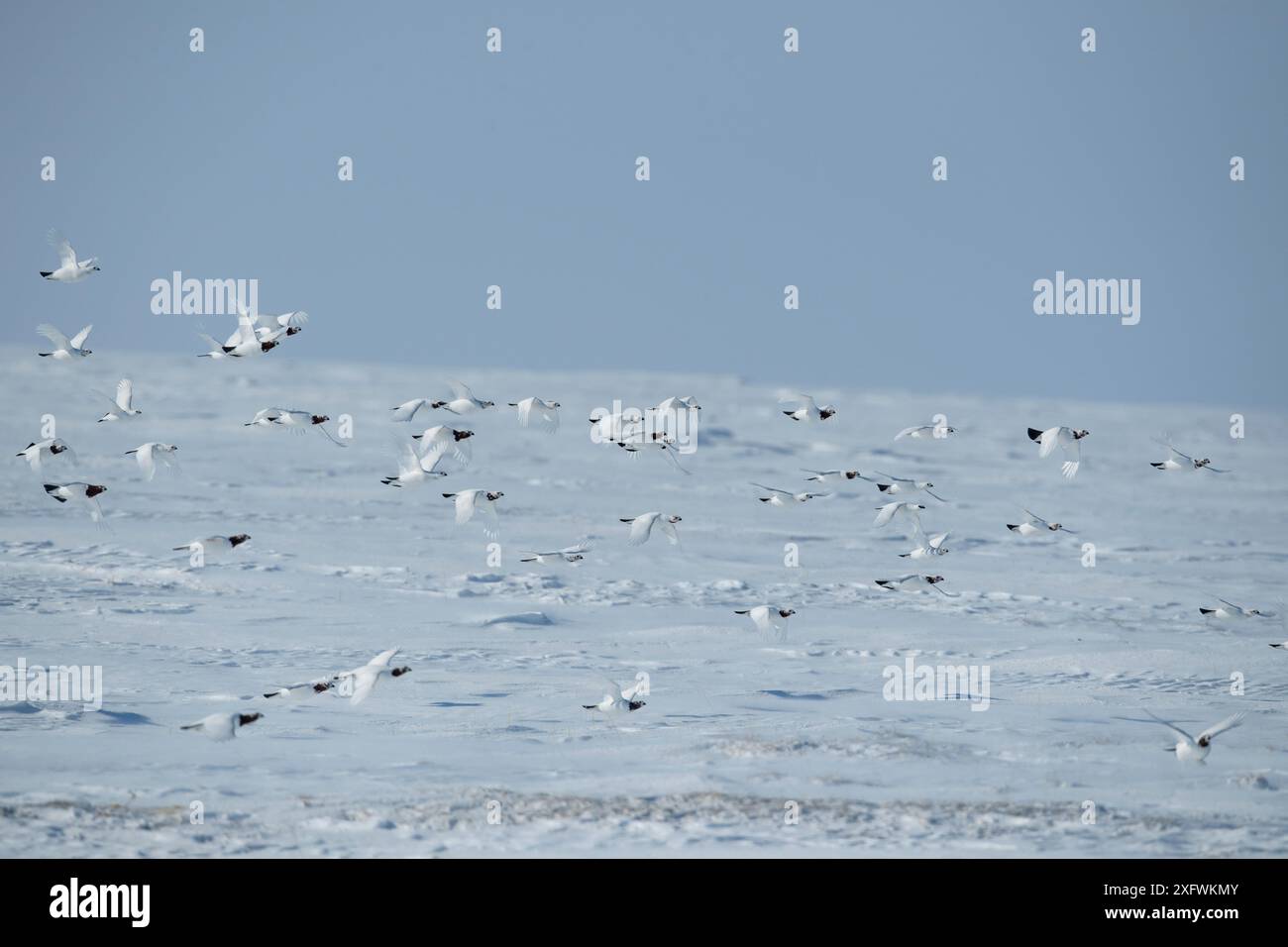 Willow ptarmigan (Lagopus lagopus) flock, moulting into spring plumage ...