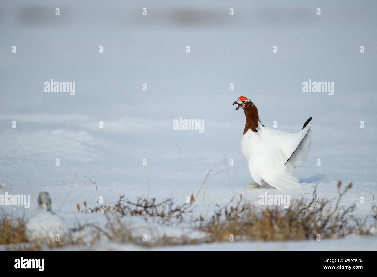 Willow ptarmigan (Lagopus lagopus) male in spring plumage, Taymyr ...