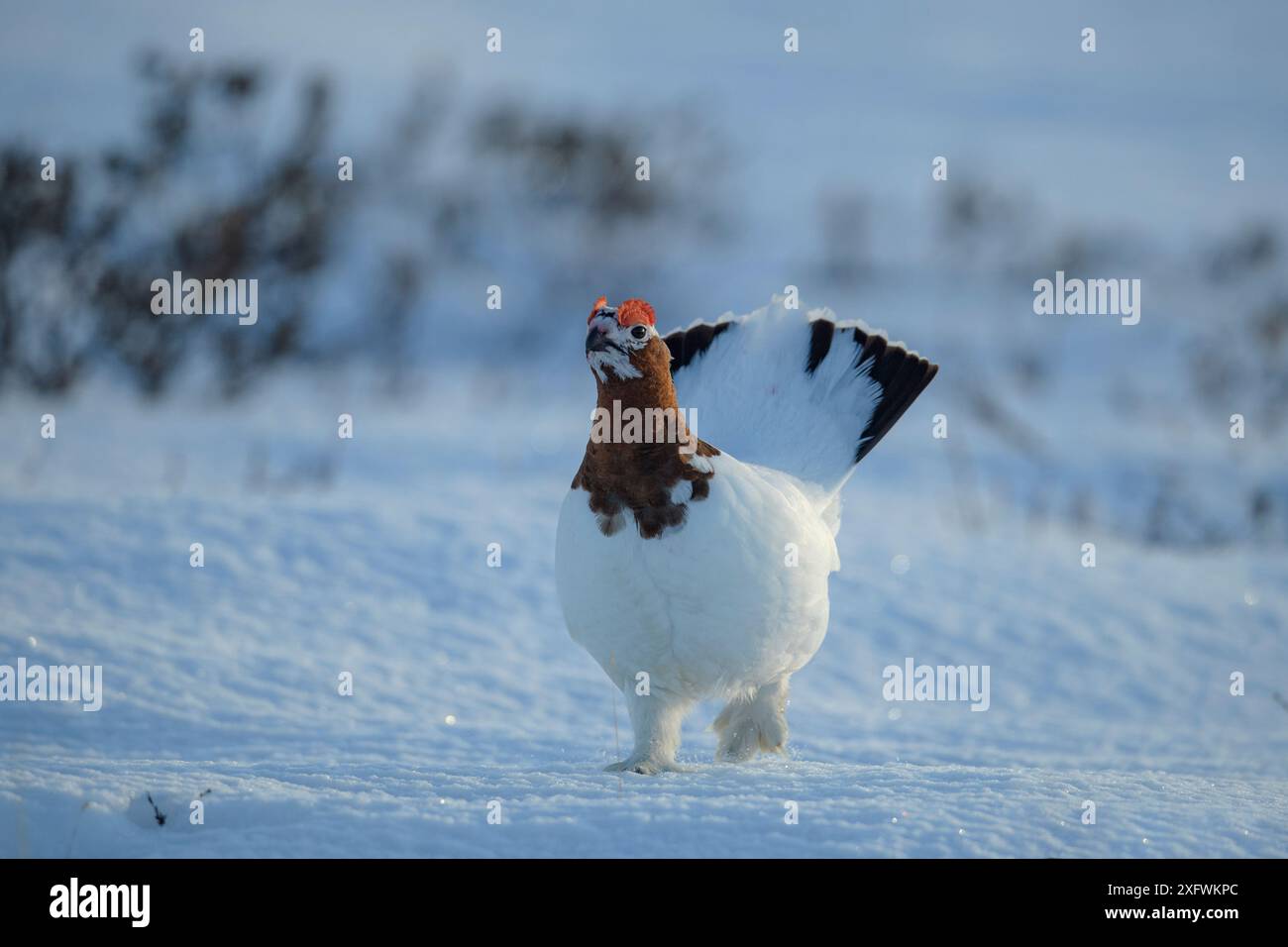 Willow ptarmigan (Lagopus lagopus) male in spring plumage, Taymyr ...
