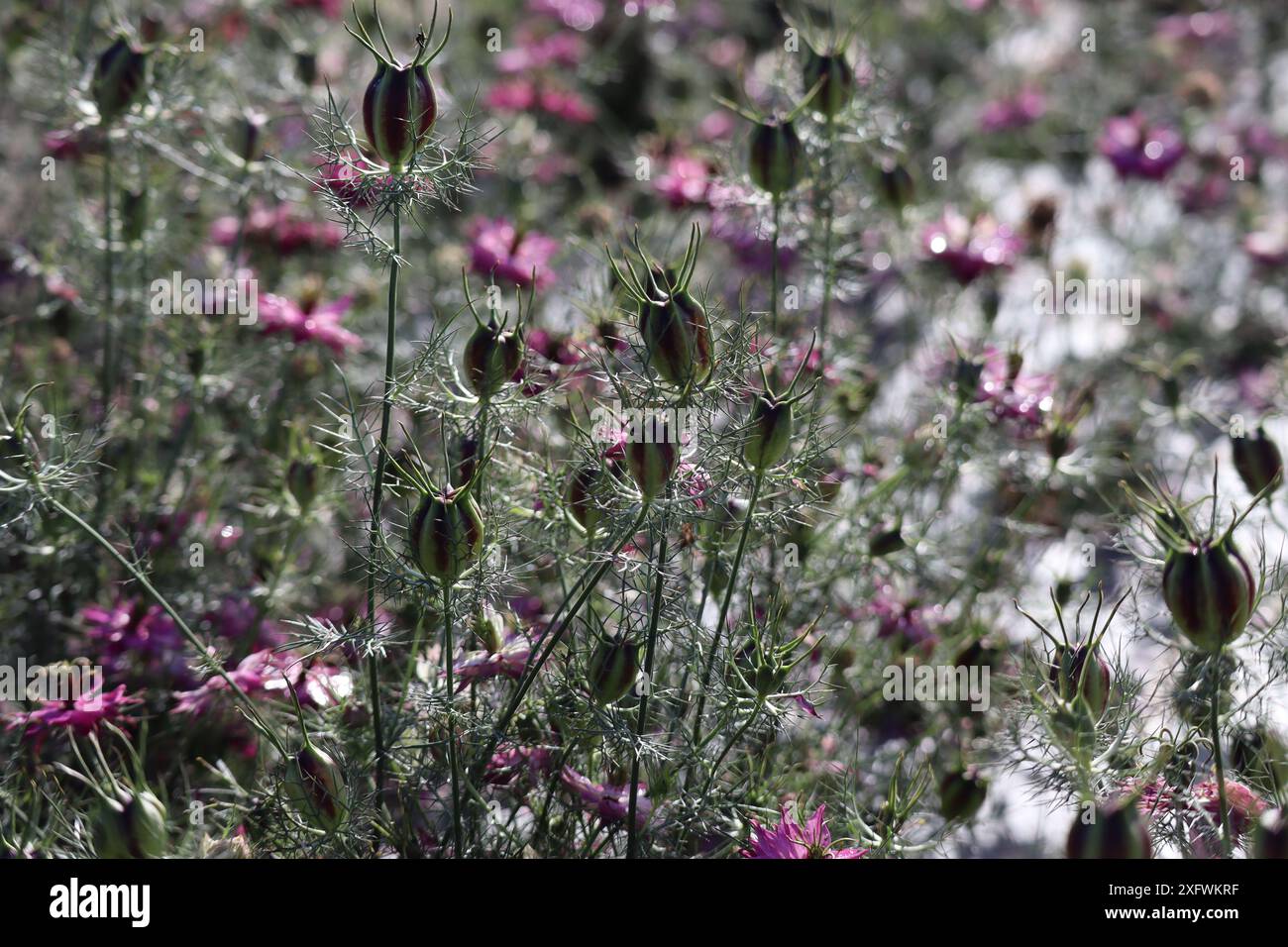 Backlit photo of Sead head of the pink Love-in-a-Mist Stock Photo - Alamy