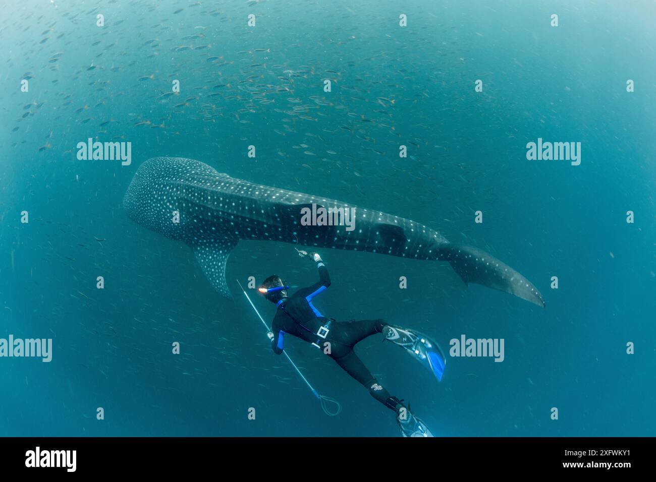 Scuba diver checking on Whale shark (Rhincodon typus) tracking tag ...