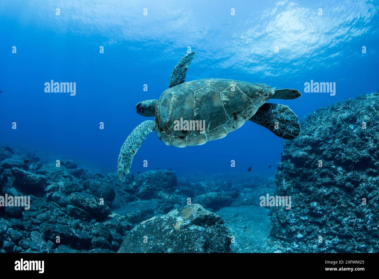 Yonaguni japan underwater hi-res stock photography and images - Alamy