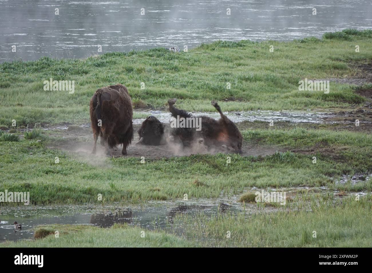 Adult Bison Rolling in Dust Stock Photo - Alamy