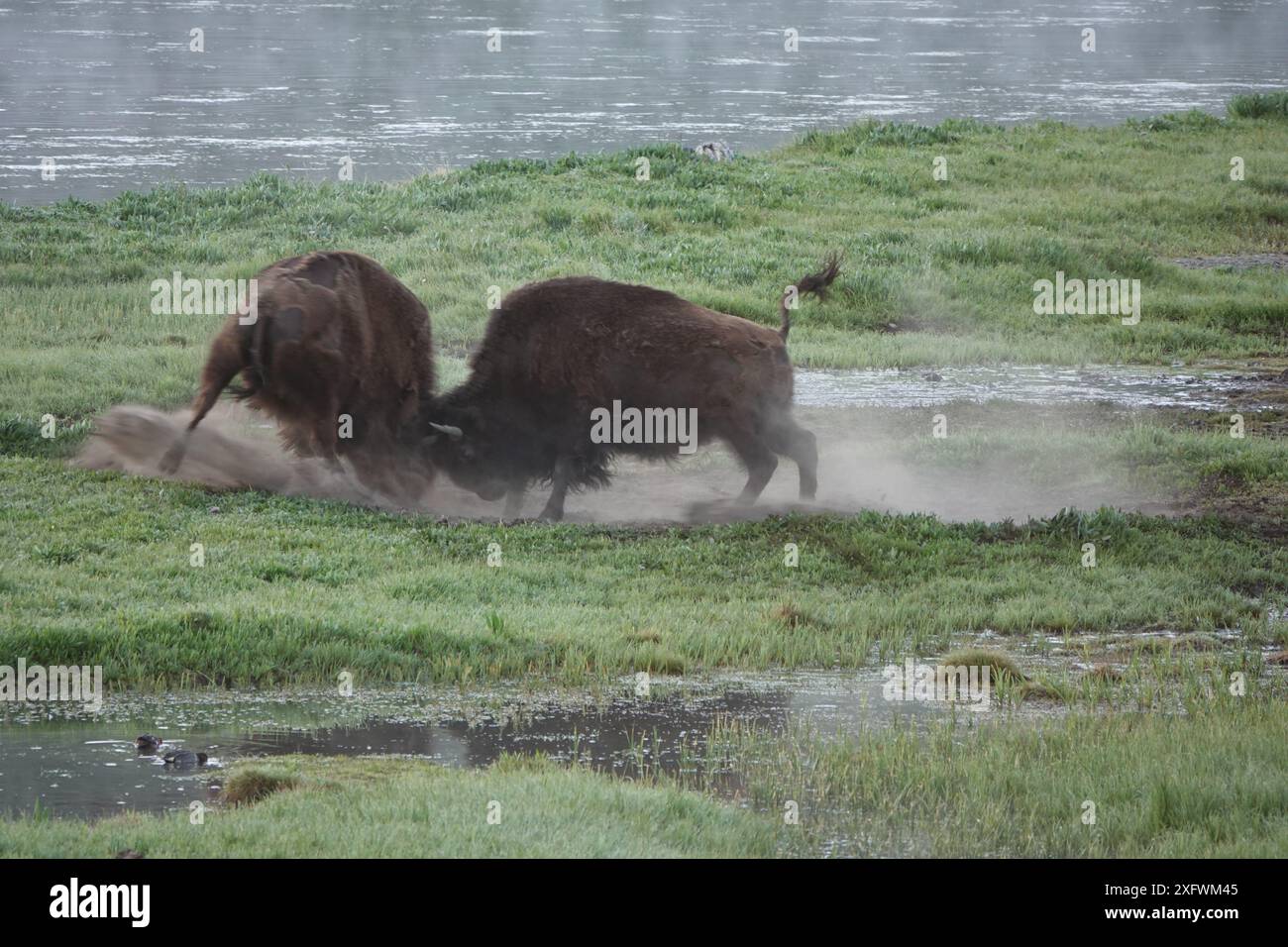 Angry bison hi-res stock photography and images - Alamy