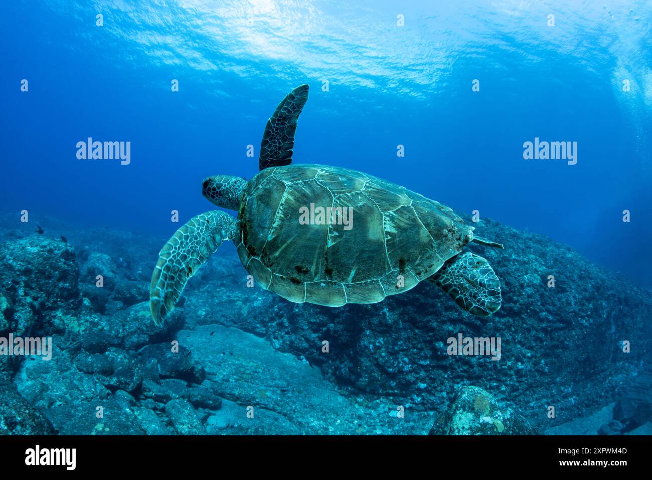 Yonaguni japan underwater hi-res stock photography and images - Alamy