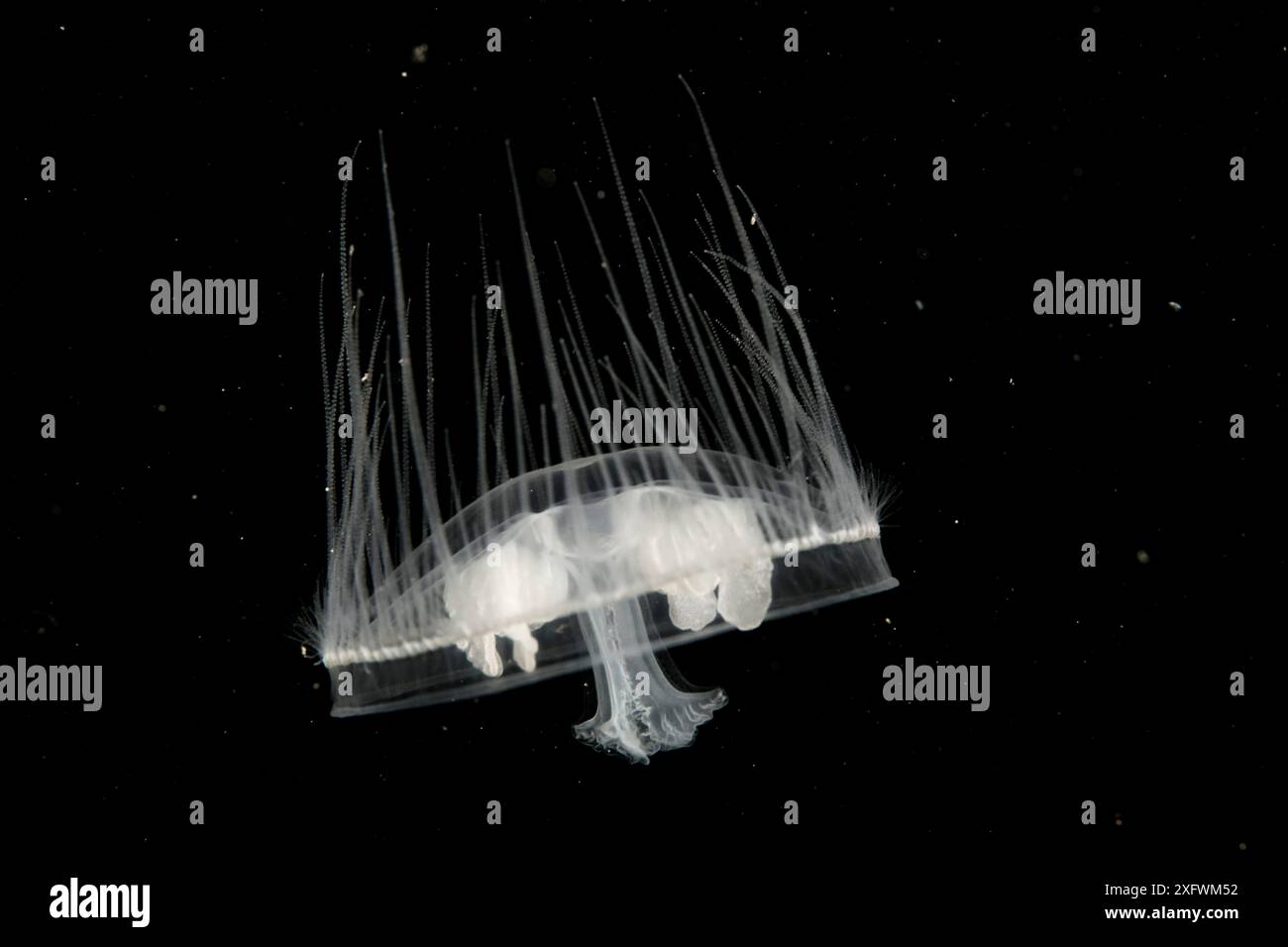 Freshwater hydroid hi-res stock photography and images - Alamy