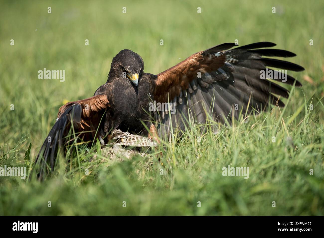 Harris hawk (Parabuteo unicinctus) landing on prey, controlled ...