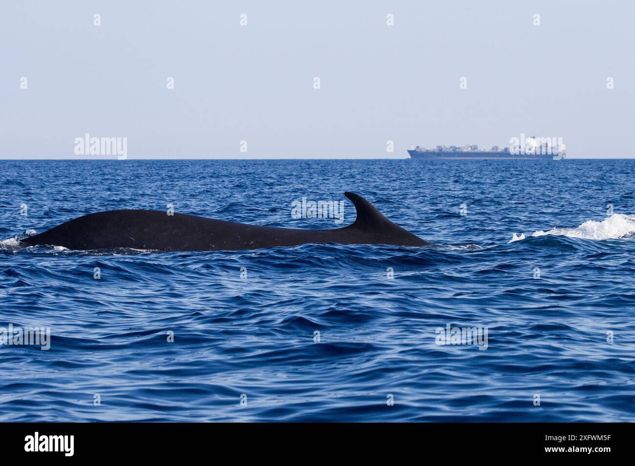 Fin whale (Balaenoptera physalus), Mediterranean Sea, Corsica Stock Photo - Alamy