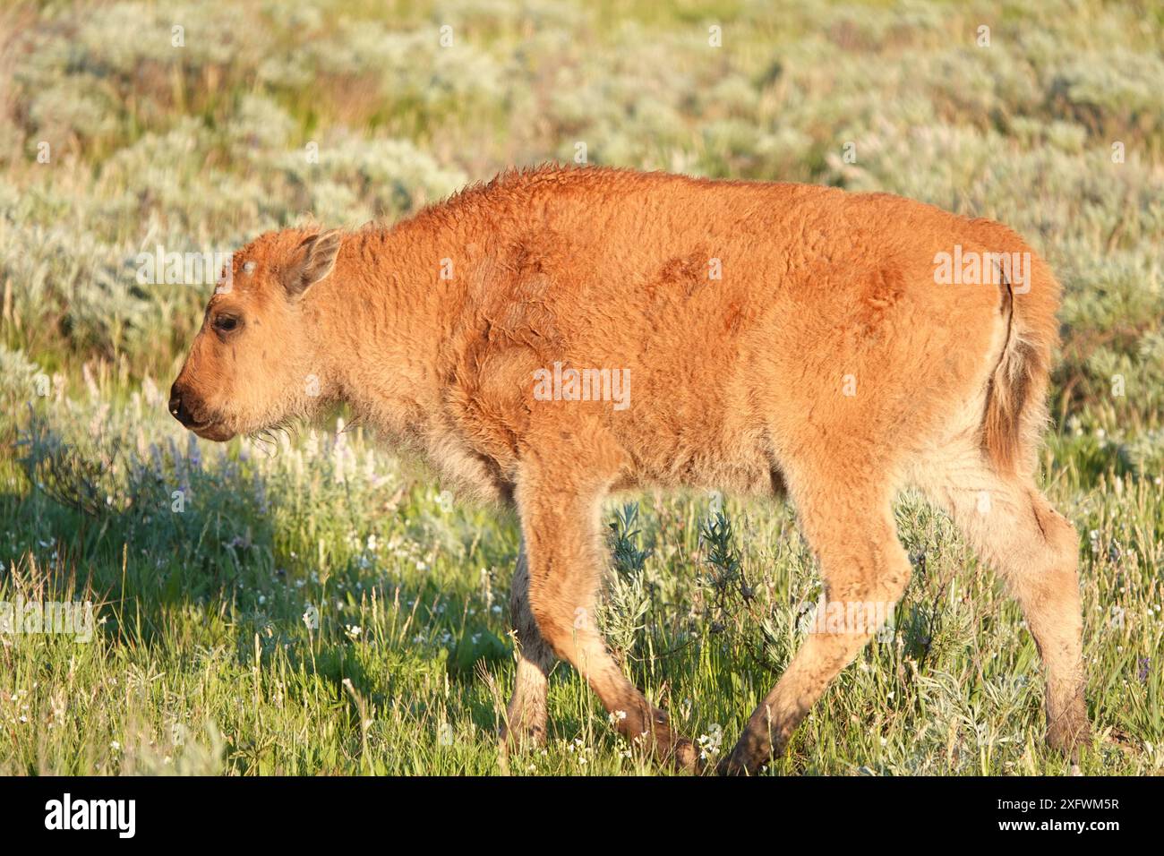 Golden Bison Calf Stock Photo - Alamy