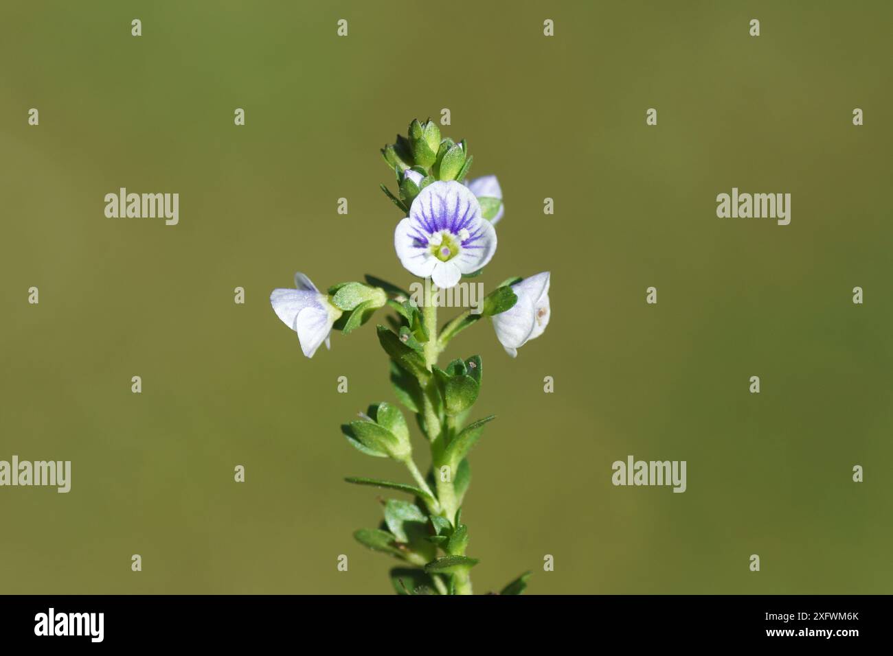 Close up tiny flowering Veronica serpyllifolia, thyme-leaved speedwell ...