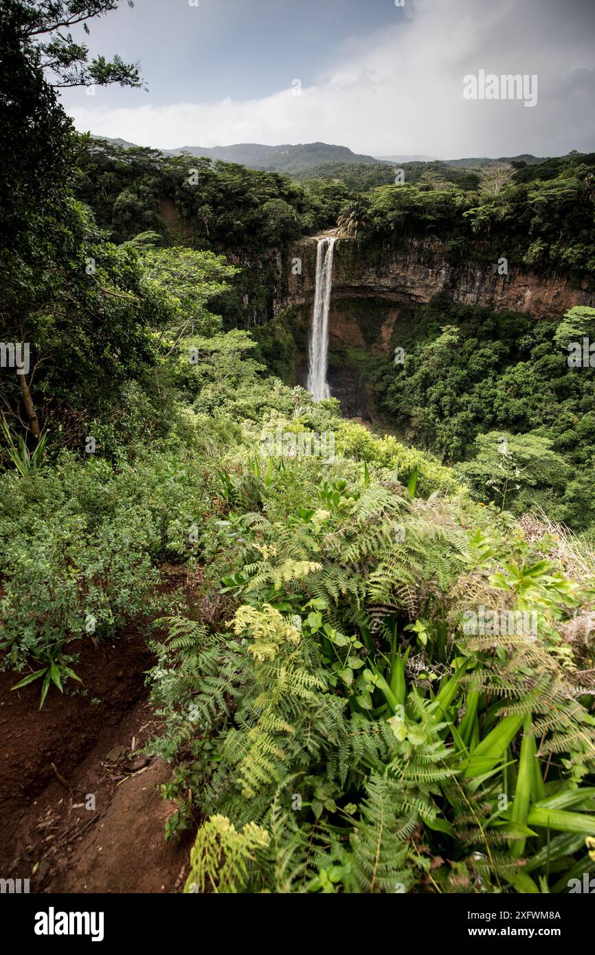 Landscape with ferns and waterfall, Mauritius, May Stock Photo - Alamy