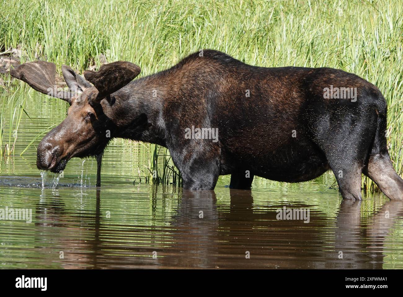 Shiras male moose hi-res stock photography and images - Alamy