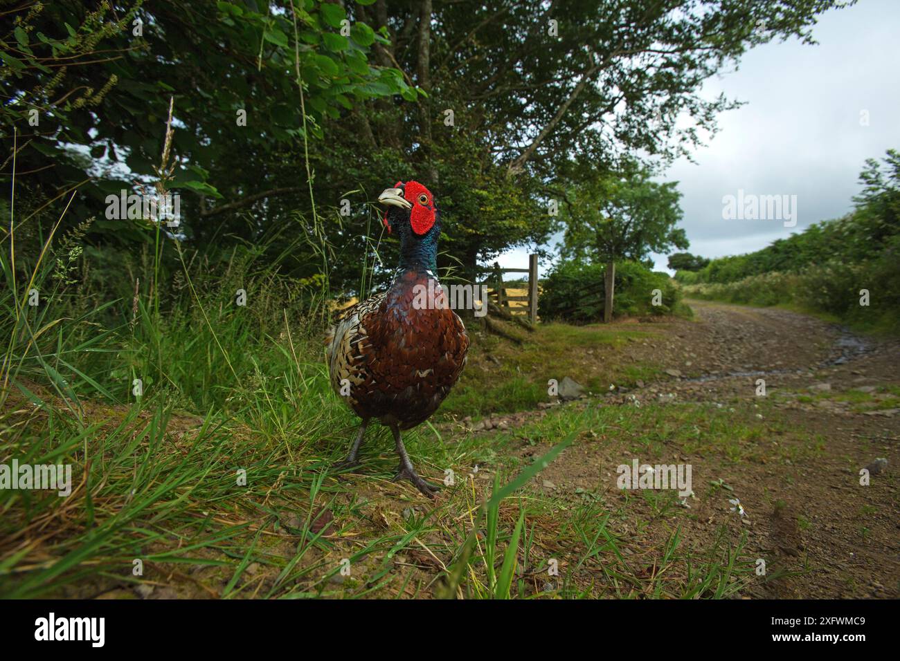 Common pheasant (Phasianus colchicus) male, Devon, England, UK, July ...