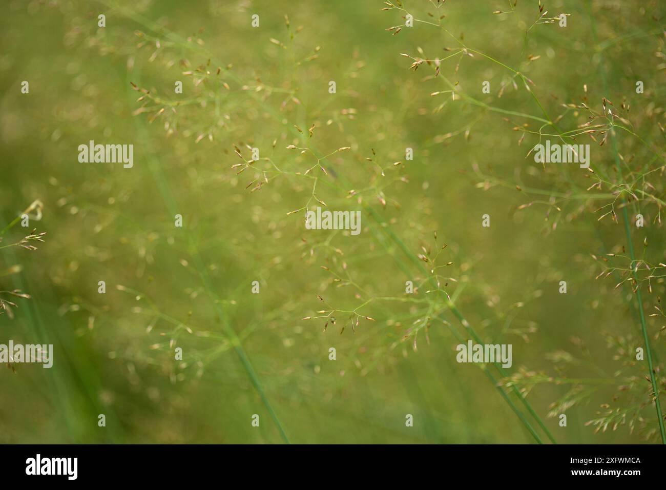 Wood melick grass (Melica uniflora) Woodbury Wood, East Devon, England ...