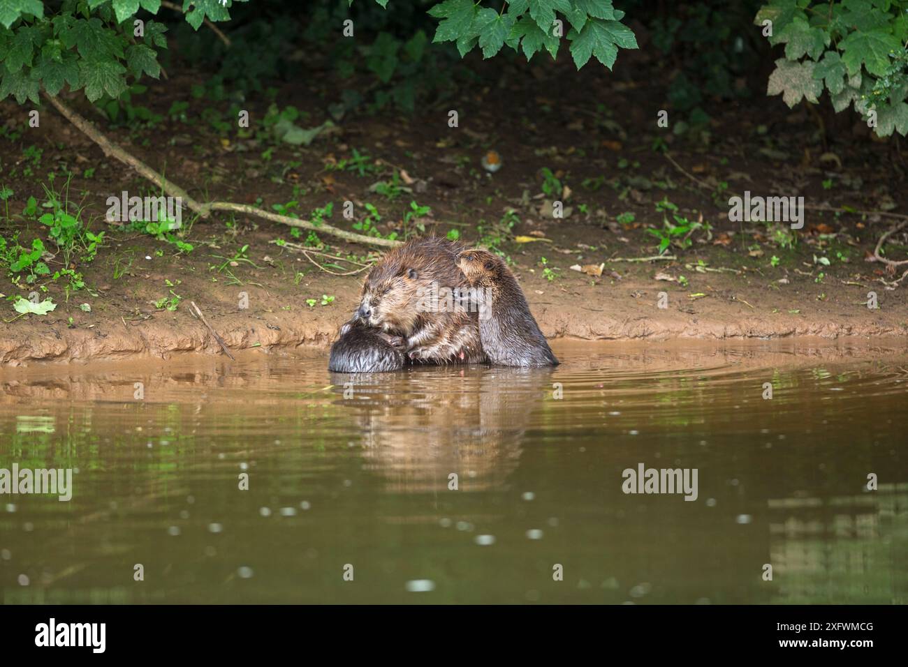 Beaver family on the river otter hi-res stock photography and images ...